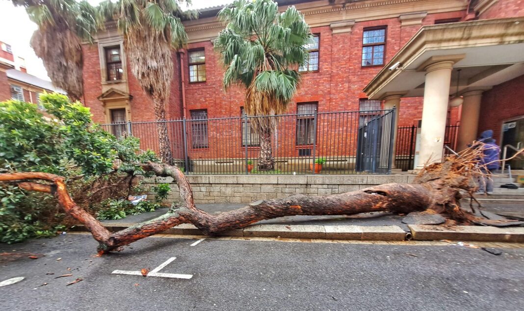 Hectic winds results in tree falling near Court in Cape Town